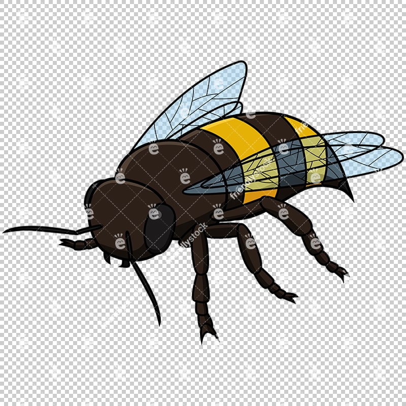 Realistic Bee Isometric View Vector Cartoon Clipart - FriendlyStock