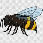 Realistic Bee Side View Vector Cartoon Clipart - FriendlyStock