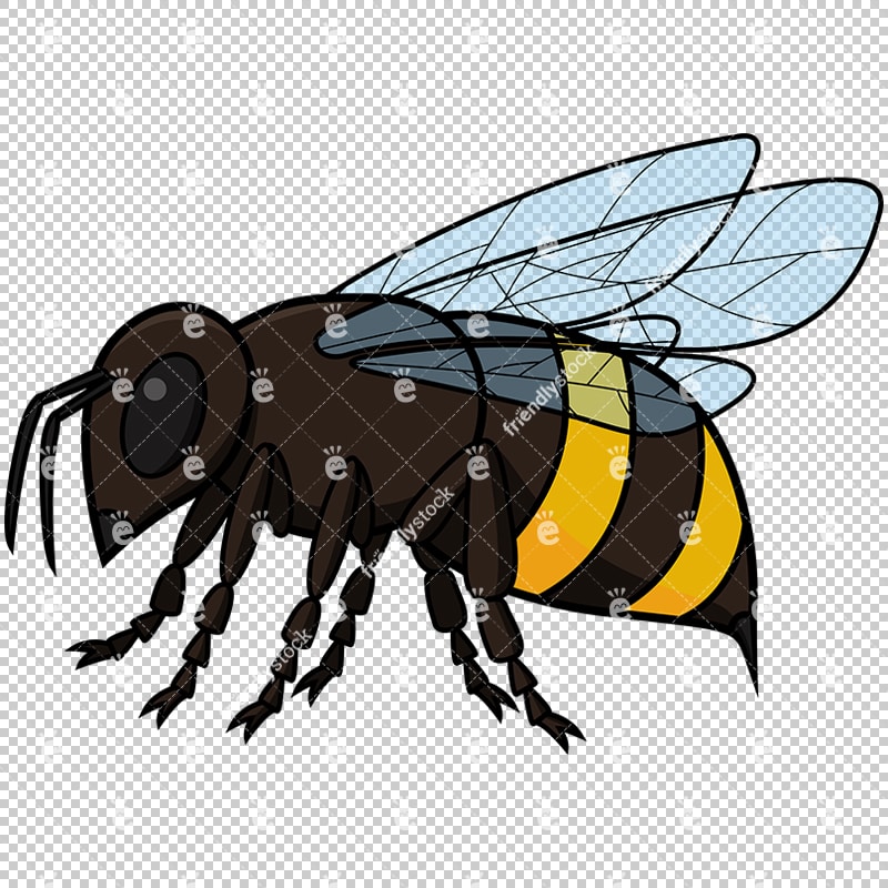 Realistic Bee Side View Vector Cartoon Clipart - FriendlyStock