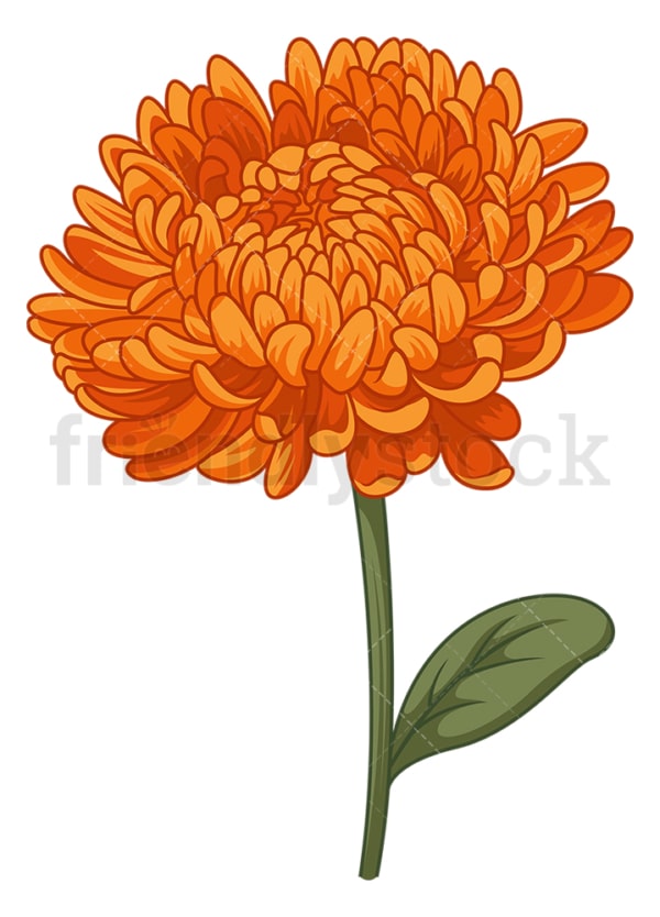 Marigold Flower Cartoon Clipart Vector - FriendlyStock