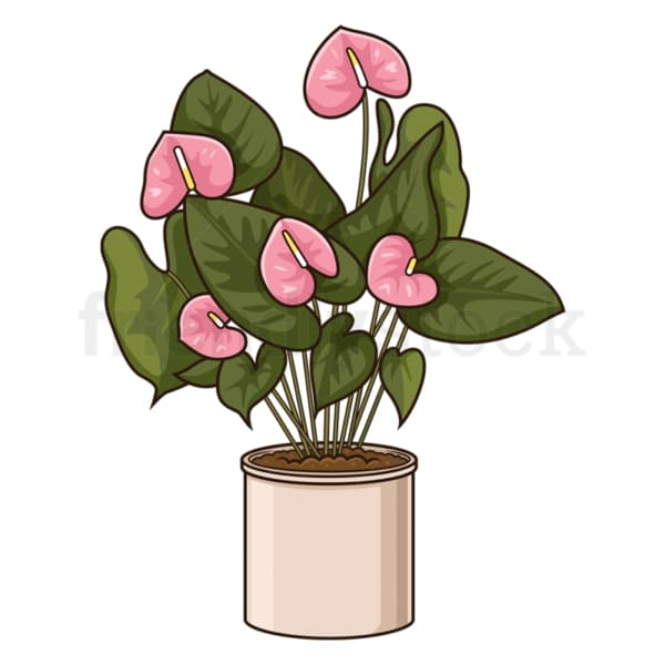 Cartoon Pink Anthurium Plant Vector Stock Clip Art Illustration ...