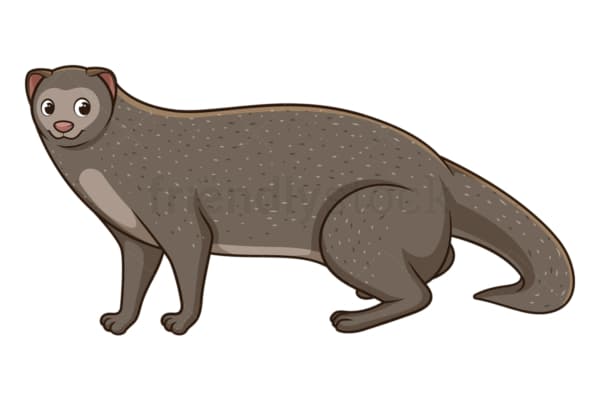 Cartoon Mongoose Safari Animal Cartoon Vector Clipart - FriendlyStock